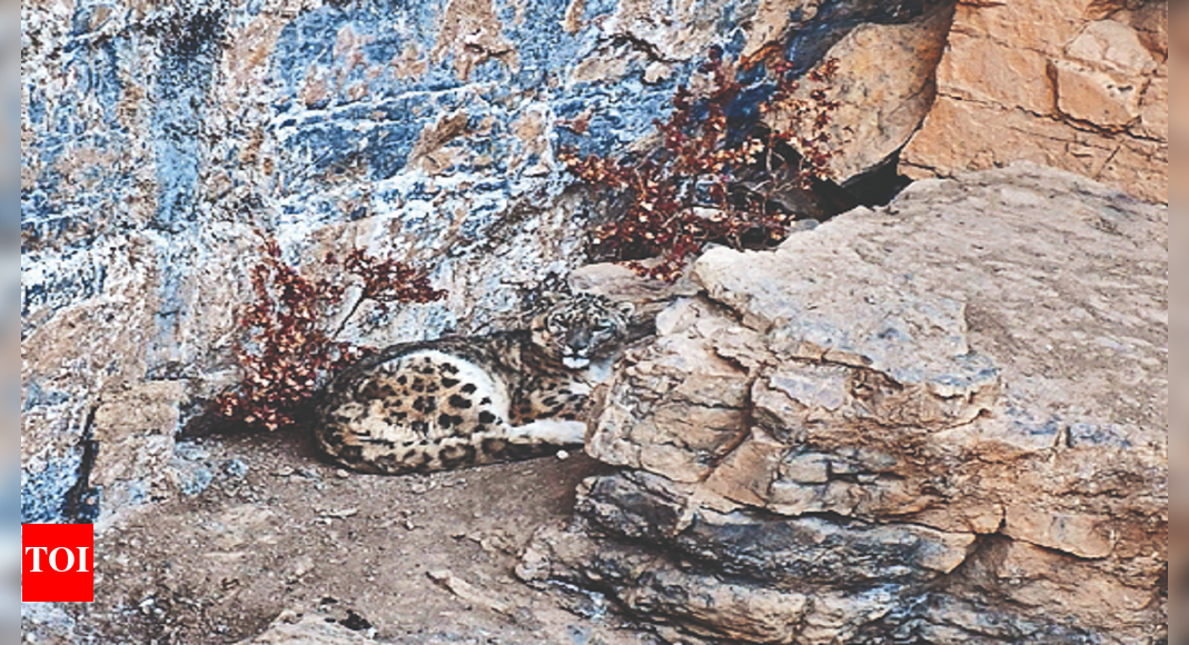 Spiti: Endangered Snow Leopard Caught On Camera In Spiti | Shimla News ...