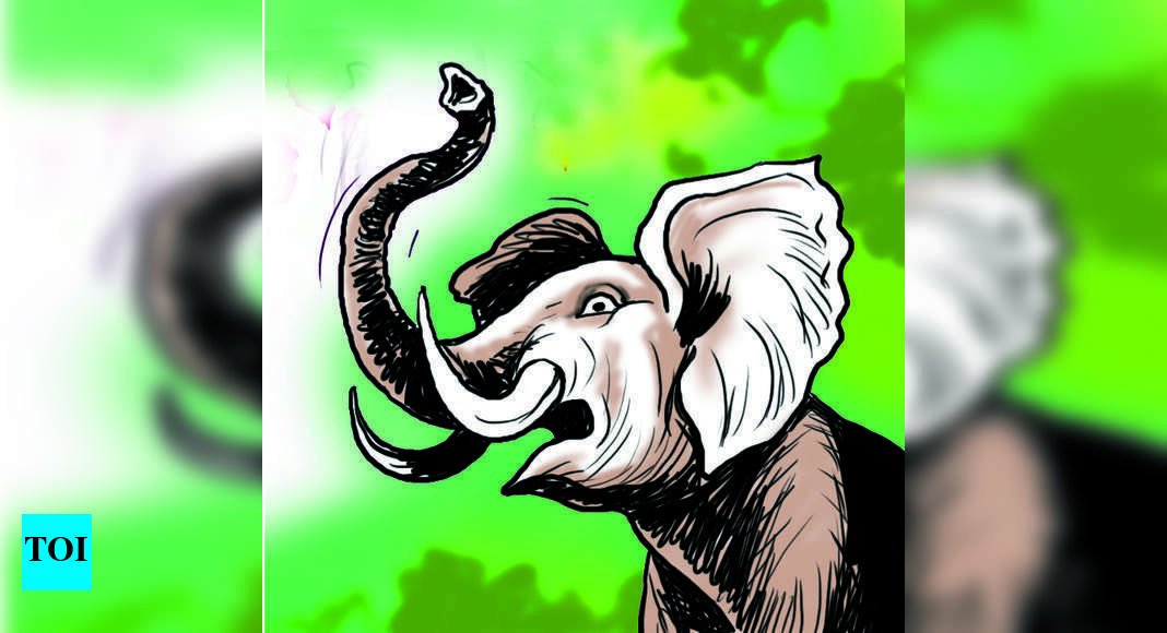 Man Performing Rituals To Shoo Away Elephants, Trampled To Death ...