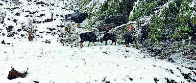 Lower Dibang Valley: Tourist Rush At Snowy Mayudia | Guwahati News ...