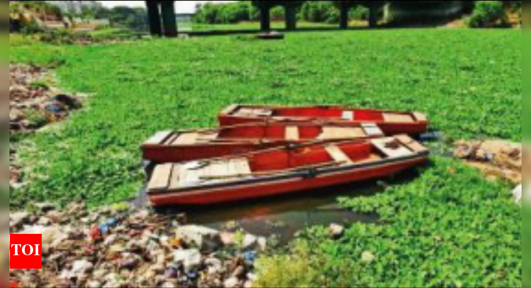 Insect menace from uncleared hyacinth riles residents of Sanghvi; civic ...