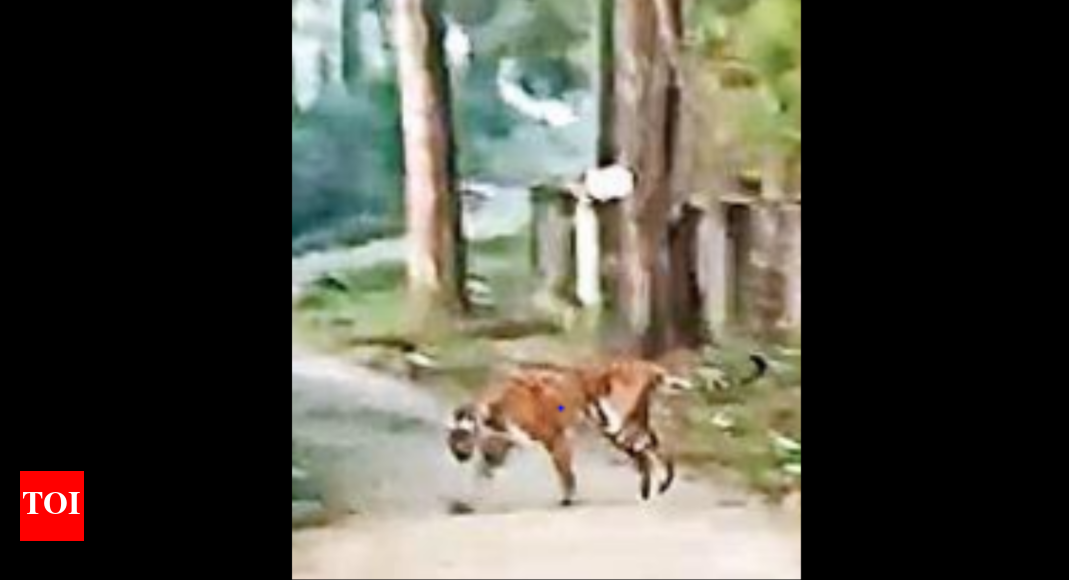 Wayanad: Injured tiger found dead in plantation | Kozhikode News ...