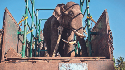 Chamarajanagar: Wild Animal Menace Haunts Chamarajanagar District ...