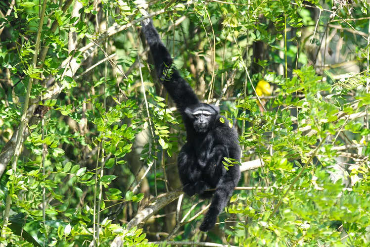 All you need to know about Kaziranga National Park in Assam | Times of ...