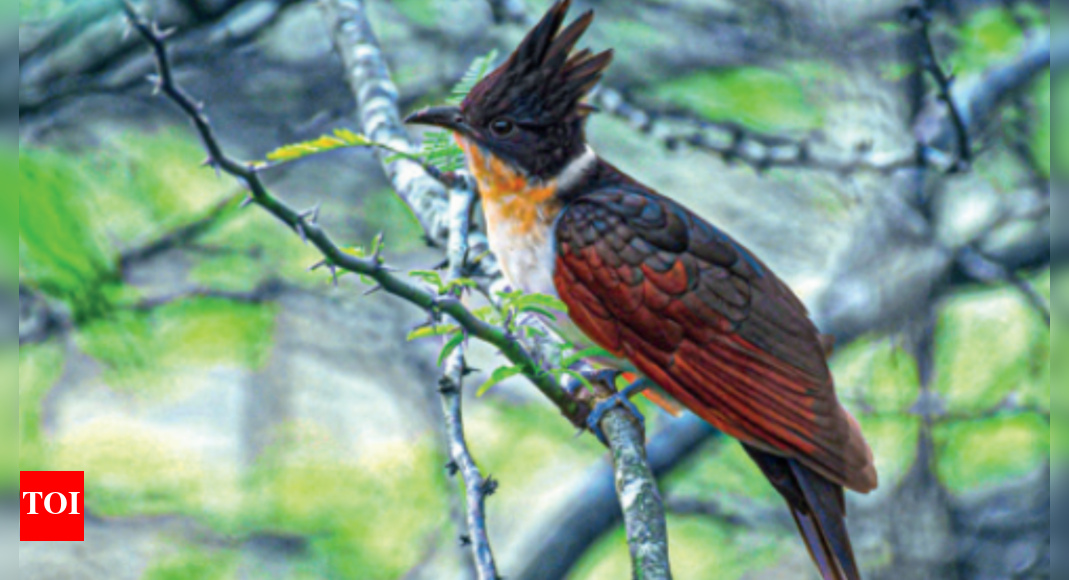 Chestnut: Himalayan chestnut winged cuckoo spotted at Chennai lake ...