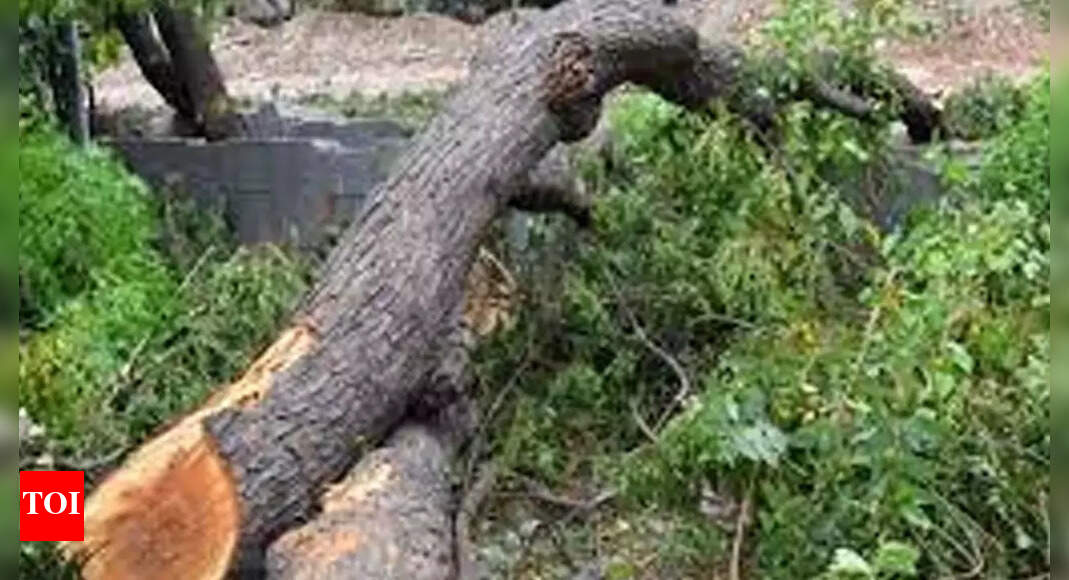 Row over tree cutting in housing society in Andheri | Mumbai News ...