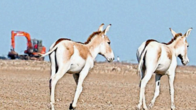 Encroachment alleged inside wild ass sanctuary | Rajkot News - Times of ...
