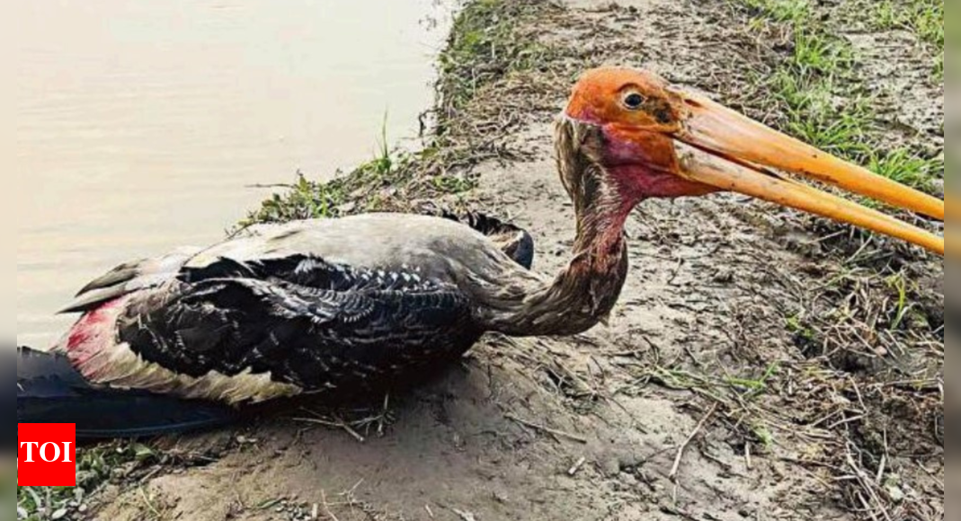 Stuck In Fishing Nets, Stork Dies | Noida News - Times of India