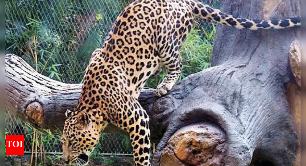 Jharkhand: Cameras fail to sight leopard which killed four children ...