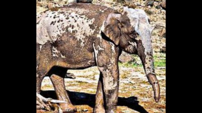 Search On For Jumbo With Snare | Kochi News - Times of India