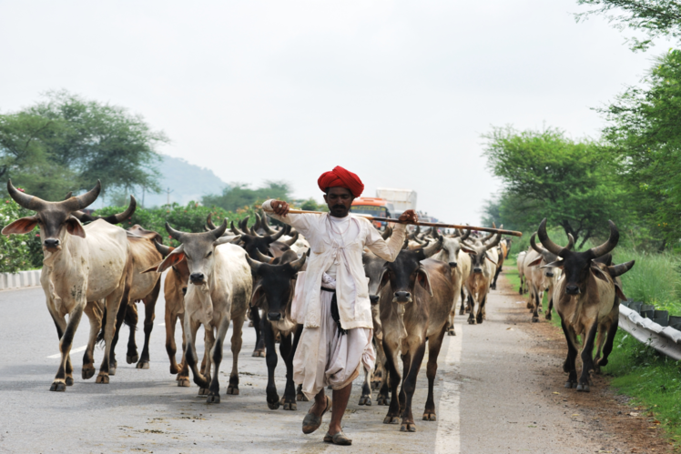 Things you should definitely do when in Jawai, Rajasthan! | Times of ...