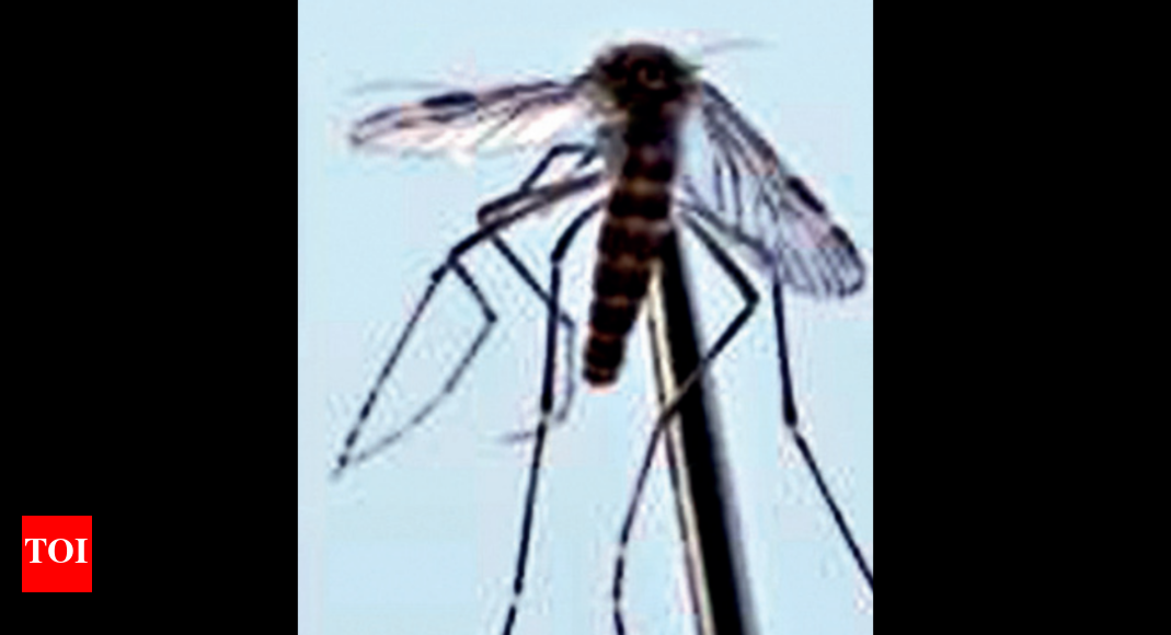 New mosquito species found in Maharashtra's Gadchiroli village | Pune ...