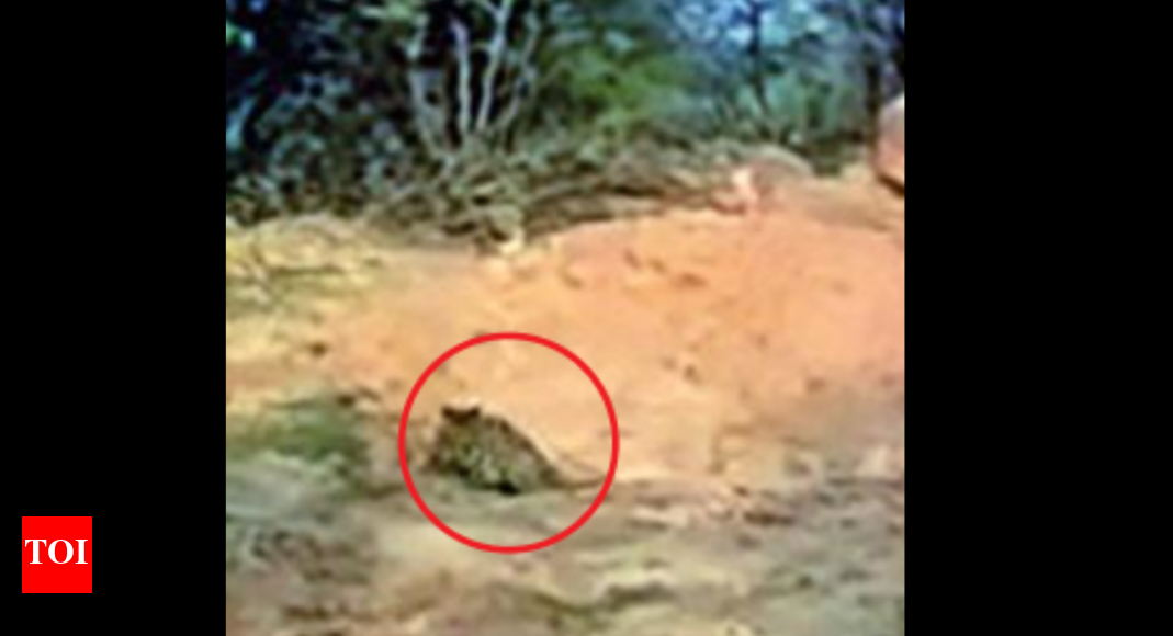 A first for Delhi: Wildlifers cheer birth of 2 leopard cubs in Asola sanctuary | Delhi News ...
