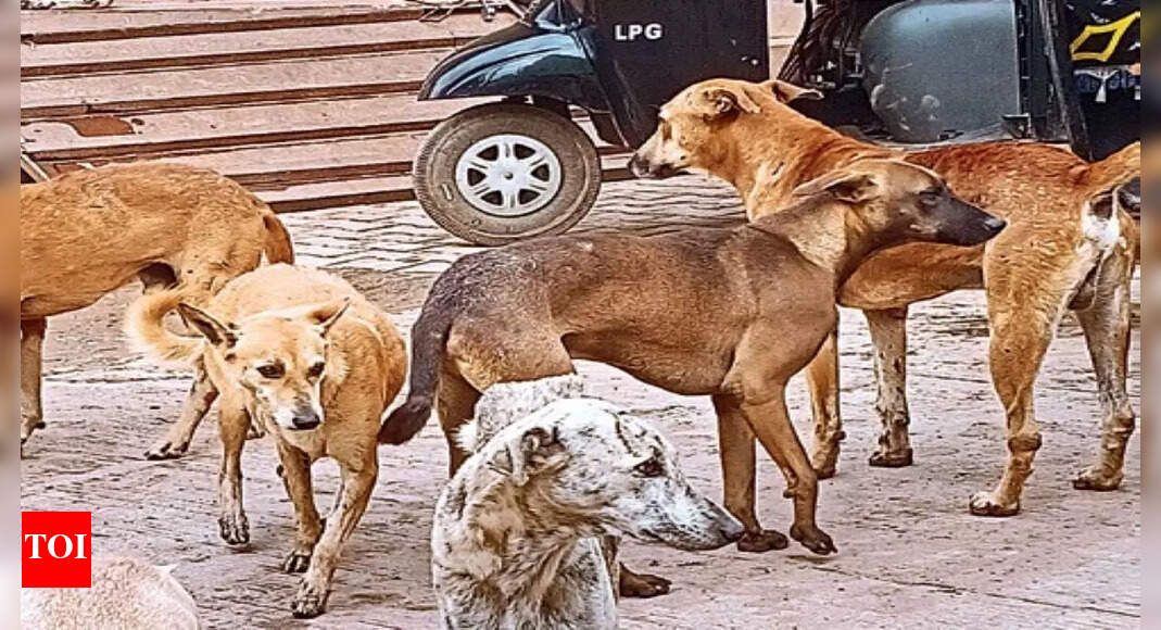 24 stray dogs shot dead in Bihar's Begusarai district after govt order ...