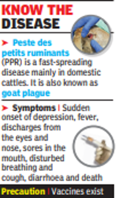 Chatra issues alert after sudden death of goats | Ranchi News - Times ...