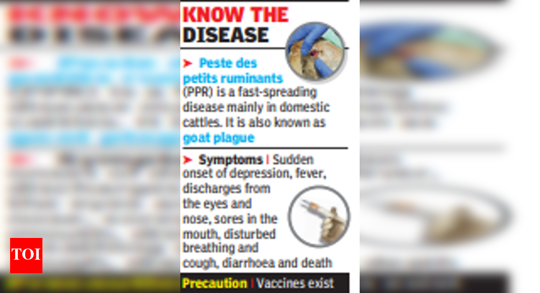 Chatra issues alert after sudden death of goats | Ranchi News - Times ...