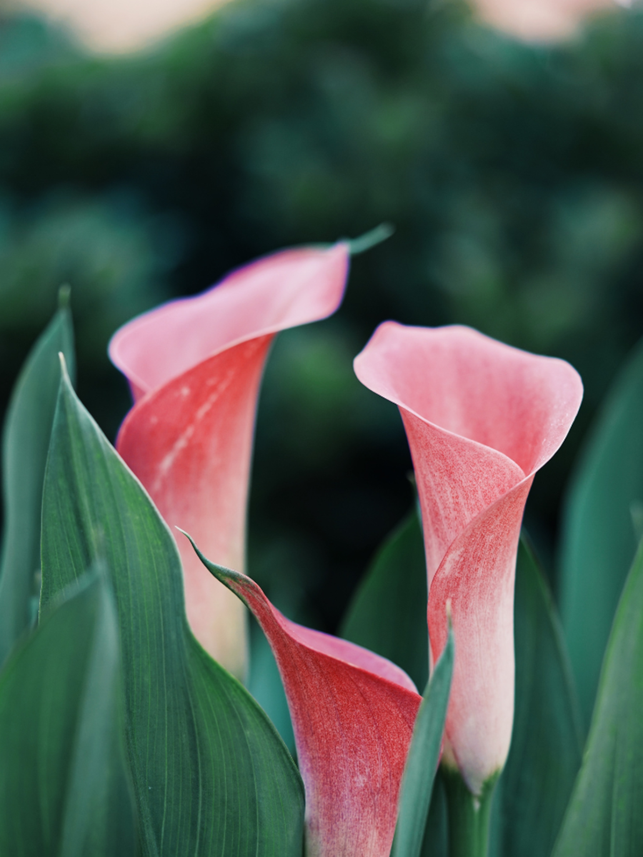 Friday images | Friday Good Morning weekend greetings, wishes and ...
