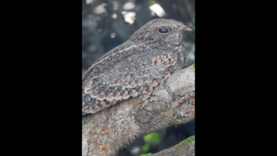 17 new bird species found in Kerala's Silent Valley National Park ...