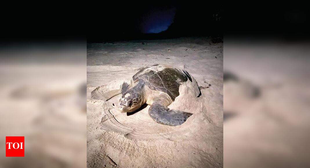 After Ashvem, Morjim records its first turtle nesting | Goa News ...