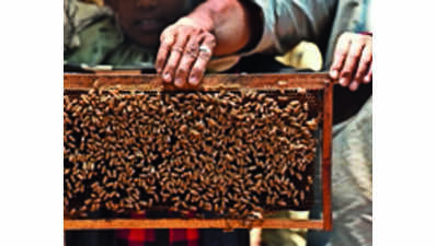 Women Learn Beekeeping, Earns ₹27k From Honey Production | Raipur News ...