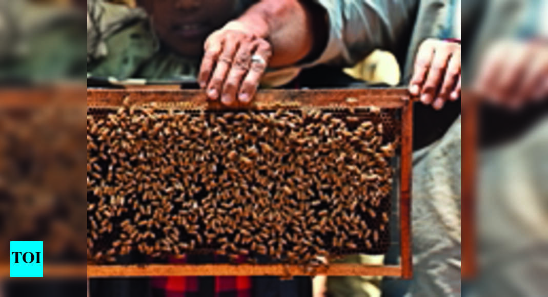 Women Learn Beekeeping, Earns ₹27k From Honey Production | Raipur News ...