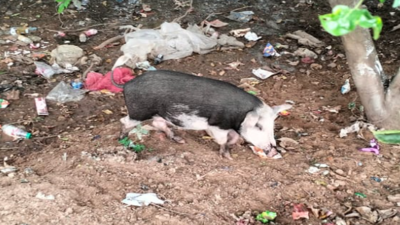 Garbage dumps increase, pig menace up | Chennai News - Times of India
