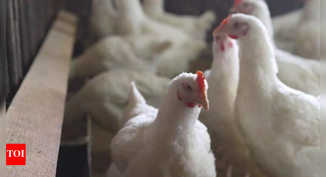 Bird flu in Kerala: Preventive measures need to be taken, says health ...