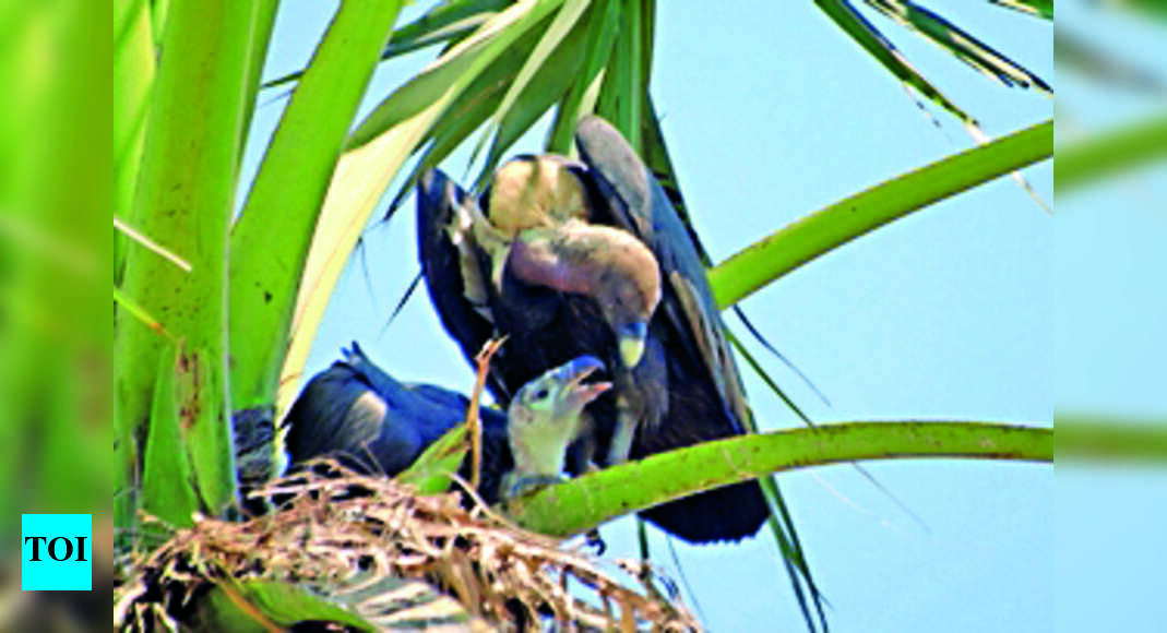 Koderma: Two decades on, vultures return to Koderma | Ranchi News ...