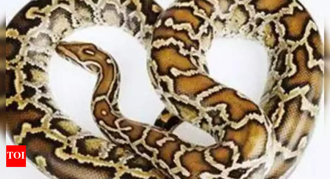 Leopard: Leopard Elusive, Now Python Spotted Nearby | Noida News ...