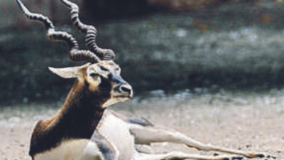 Roving males help blackbucks sustain genetic diversity: Indian ...
