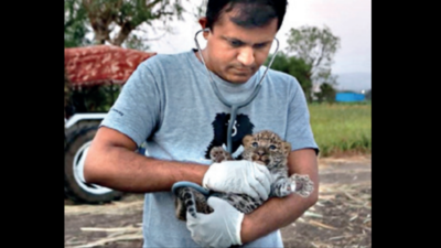 Forest department seeks 12 hectares to extend leopard care centre ...