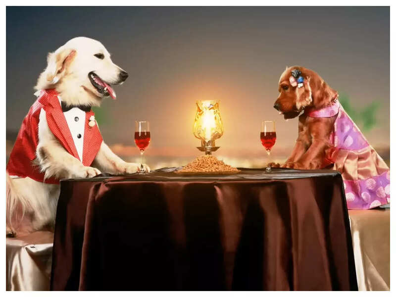 ‘Valatty: Tale of Tails’: A gang of adopted dogs comes together in this ...