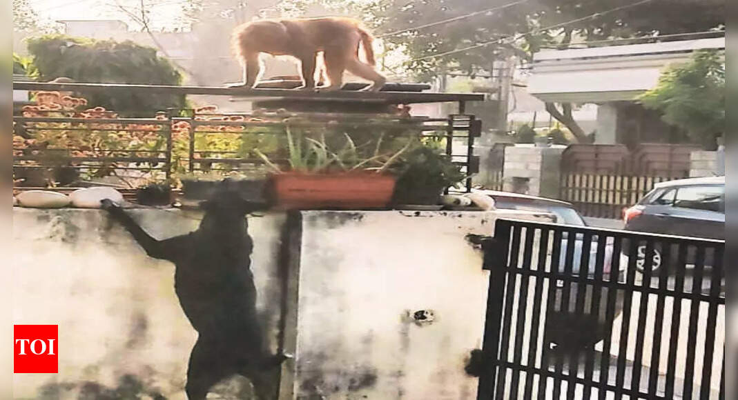 Simian Menace Leaves Residents Cowering In Pkl | Chandigarh News ...