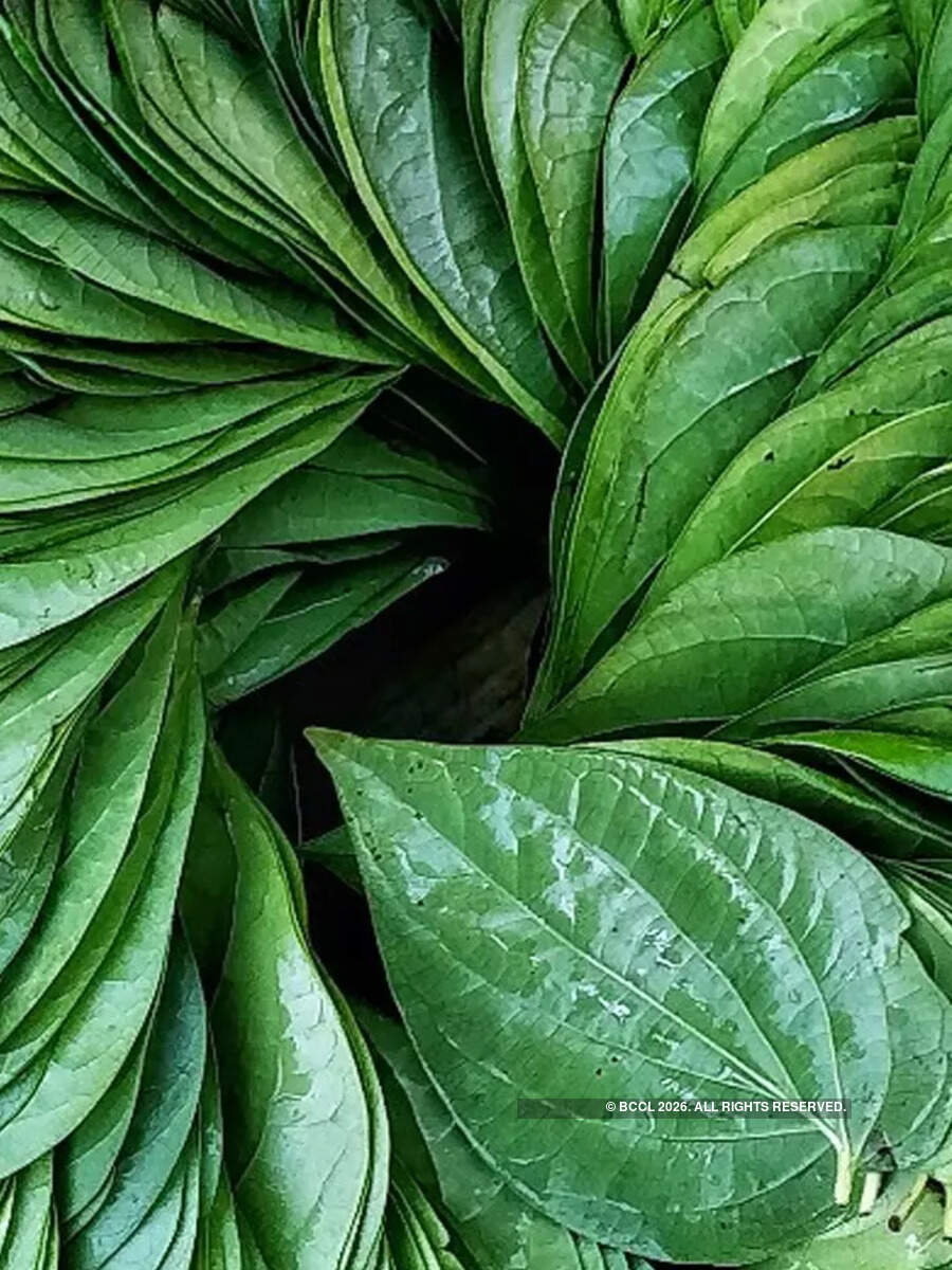 पान खाएंगे तो रहेंगे फिट, जानें 5 फायदे! | know these five benefits of ...