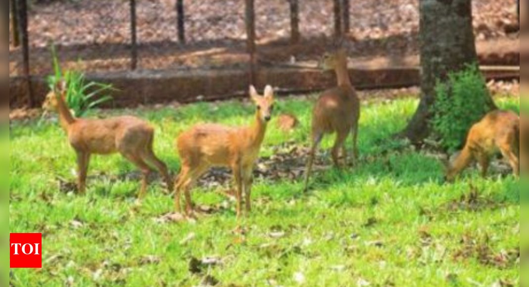 Masterplan for Bondla zoo gets nod, to cover management for over 20 ...
