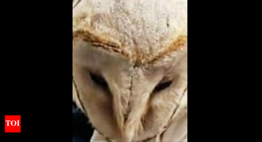 Rare White Owl Spotted, Released In Allen Forest | Kanpur News - Times ...