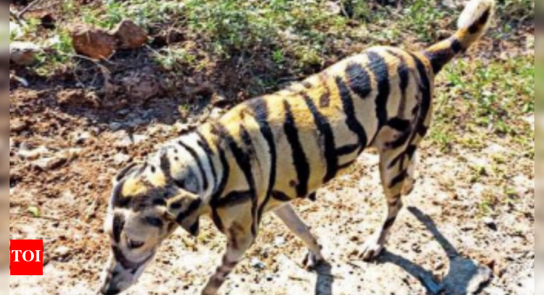 Hanur: A ‘tiger’ On The Prowl Puzzles Wild Animals | Mysuru News ...