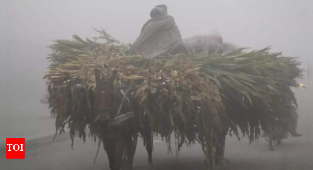Amid Wheat Crisis Pakistani Farmers Urge Govt To Impose Agricultural