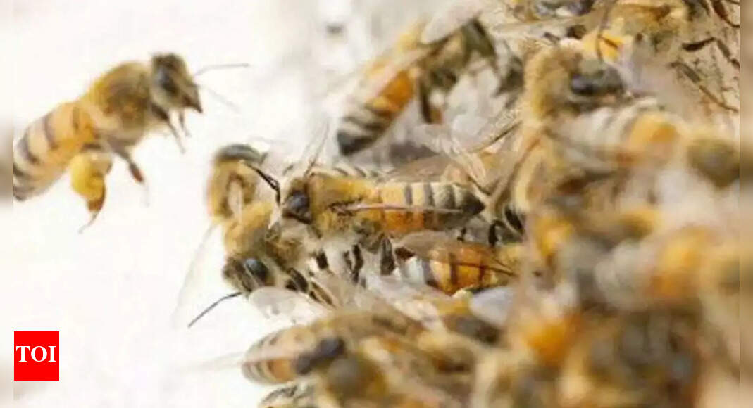 Pesticide Use Killing Bees, Could Fuel Food Scarcity, Finds Cu Study ...