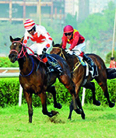 King’s Ransom For Indian Oaks | Mumbai News - Times of India