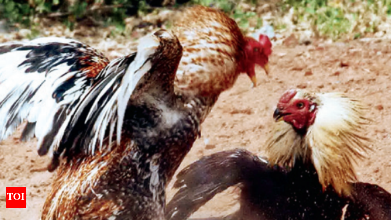 Miss Fowl Quotes ₹120 Crore At Stake In Ap As Betting On Cockfights