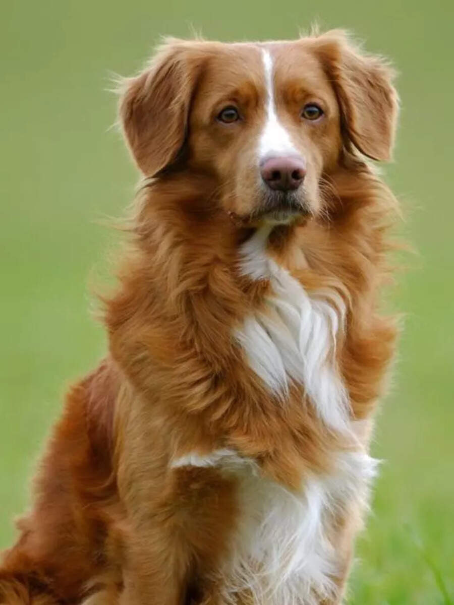 9 Indian dog breeds you might have never heard of | Times Now