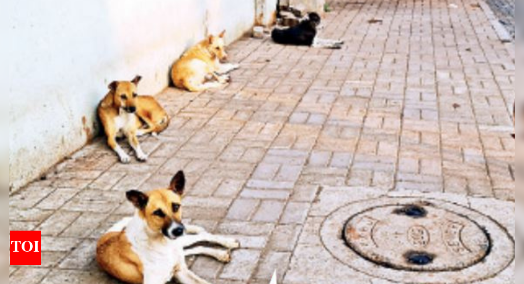 Stray dogs bite 6 people, 10 cattle in Maharashtra's Ambegaon village ...