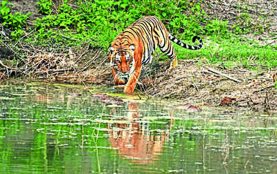Karnataka May Become ‘tiger State’ By Pipping Mp | Mysuru News - Times ...
