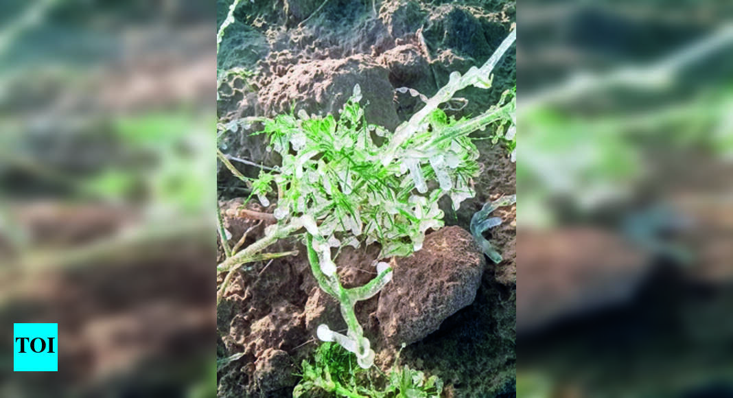 Severe Cold, Ground Frost Damage Crops In Jaisalmer, Barmer Dists ...