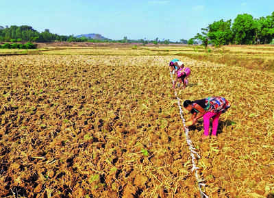 Rice: Government Takes Up Pulses Cultivation In Fallow Rice Land ...