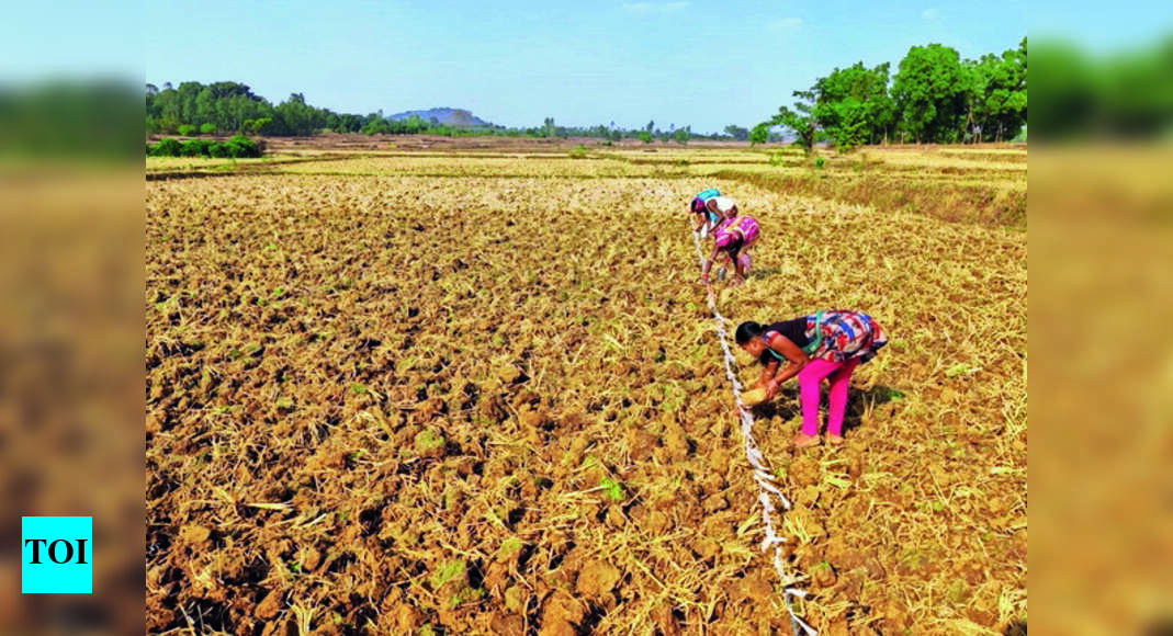 Rice: Government Takes Up Pulses Cultivation In Fallow Rice Land ...