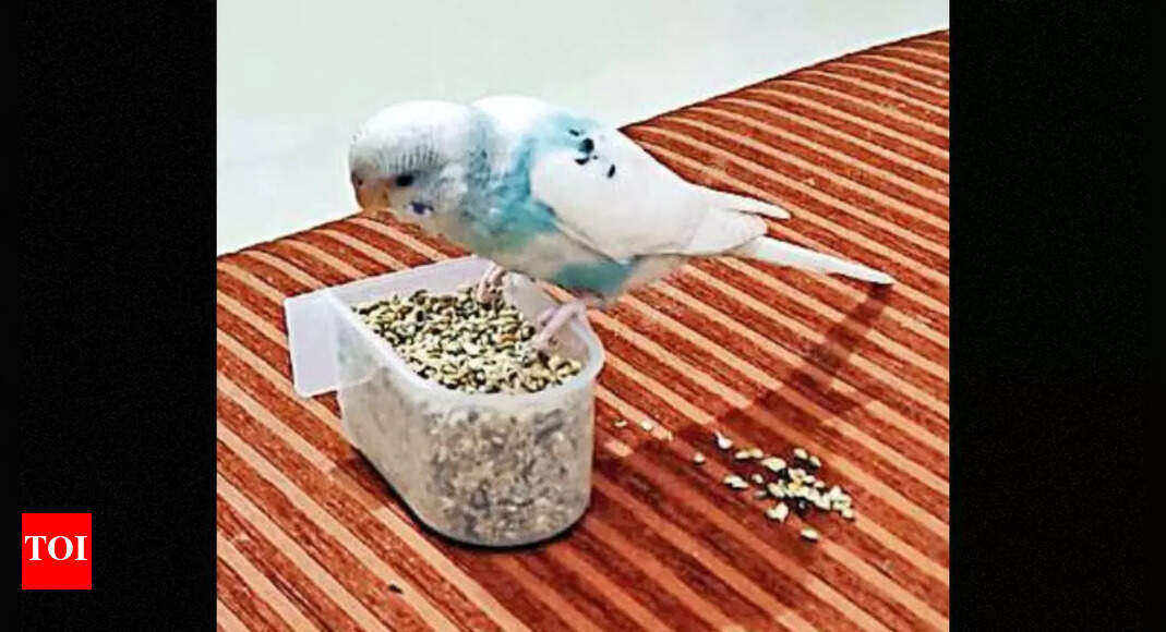 Family Puts Up Posters To Trace Missing Bird, Receives Fake Alerts ...