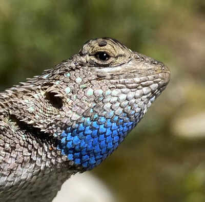New species of lizard discovered in Peru national park - Times of India