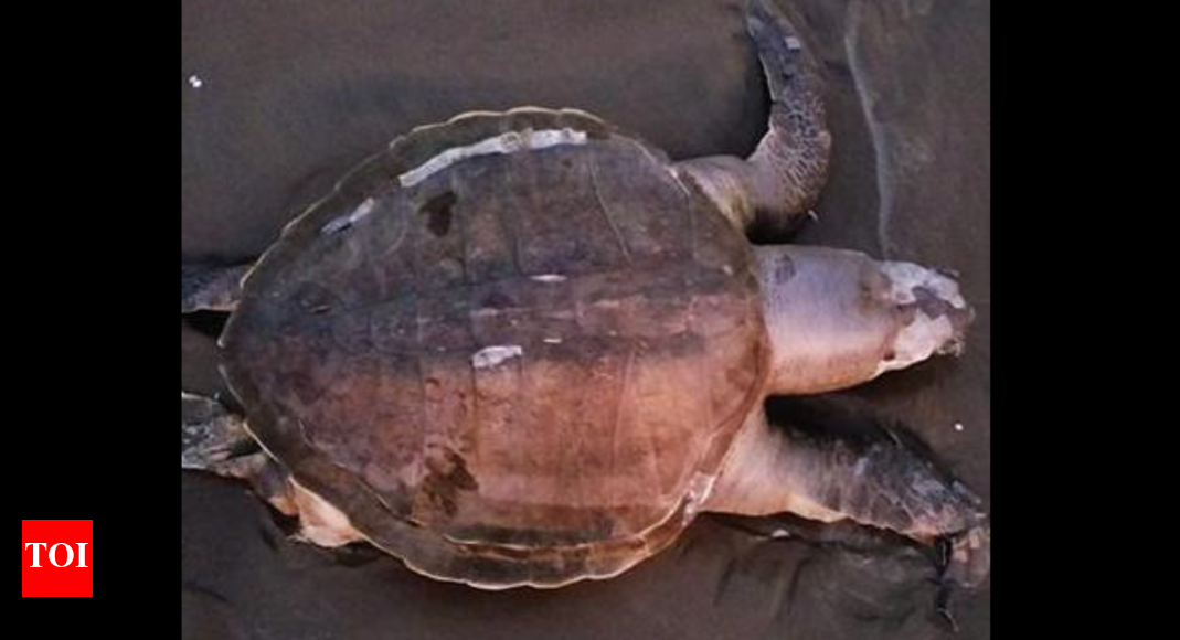 Goa: Decomposed turtle carcasses wash up at Miramar, Bogmalo | Goa News ...