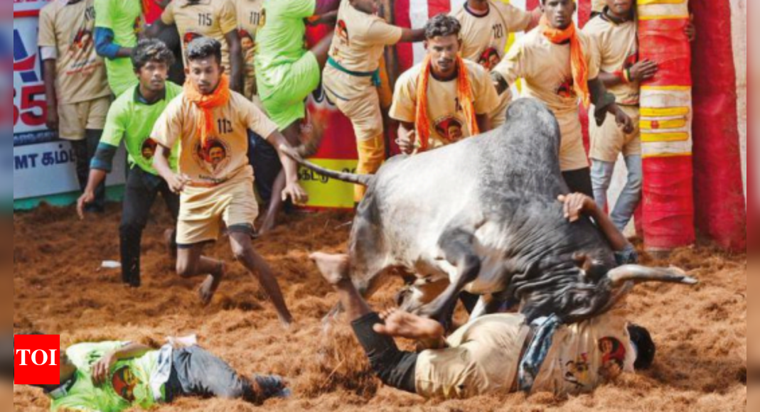 Alanganallur jallikattu news: Bulls steal the show at Alanganallur ...